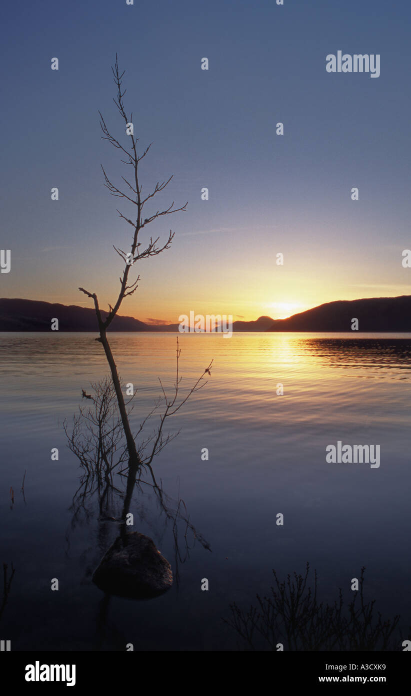 Tree and reflection at sunset growing in Loch Ness in the Highlands of ...
