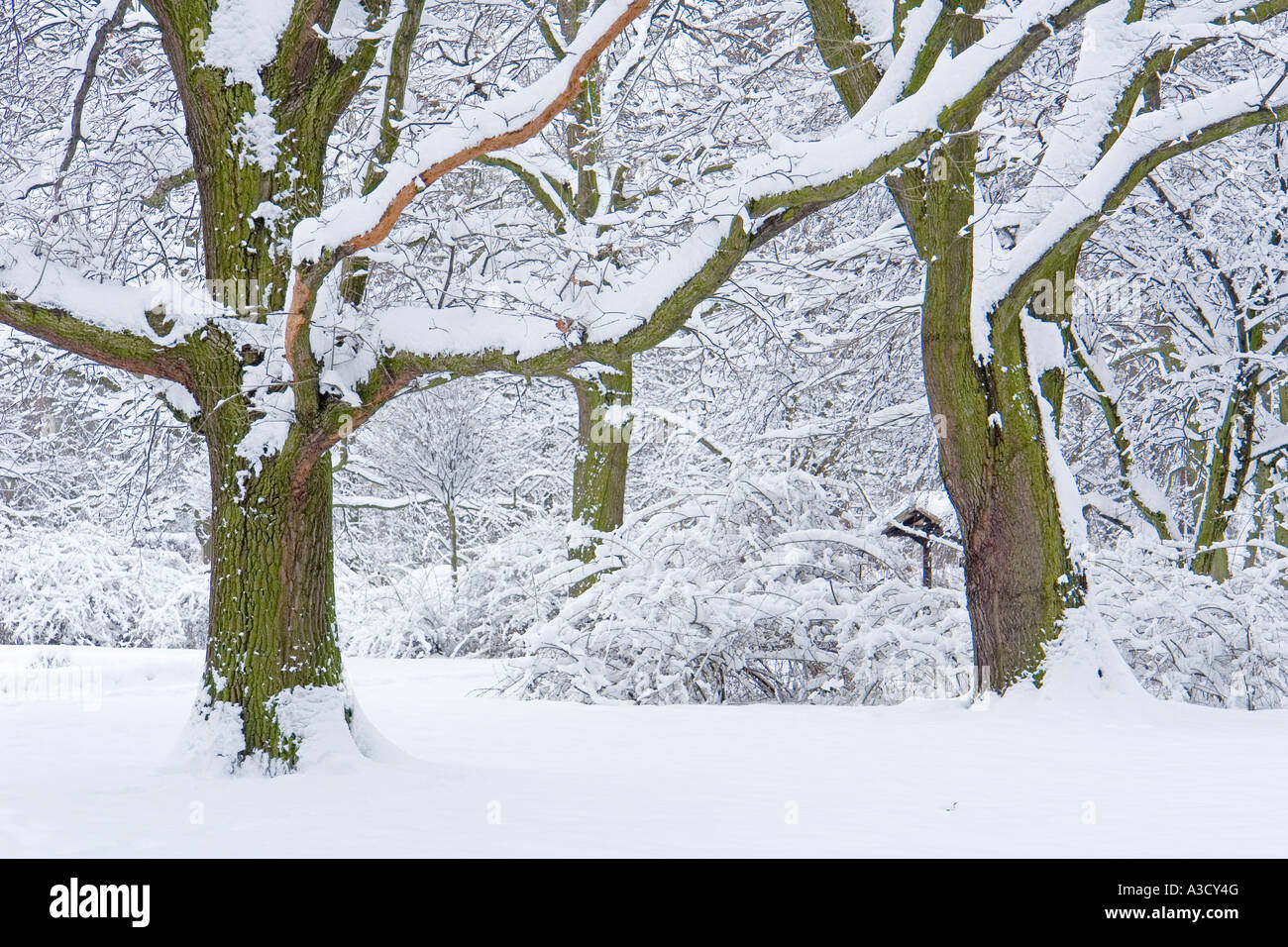Winter snowy landscape in hi-res stock photography and images - Alamy