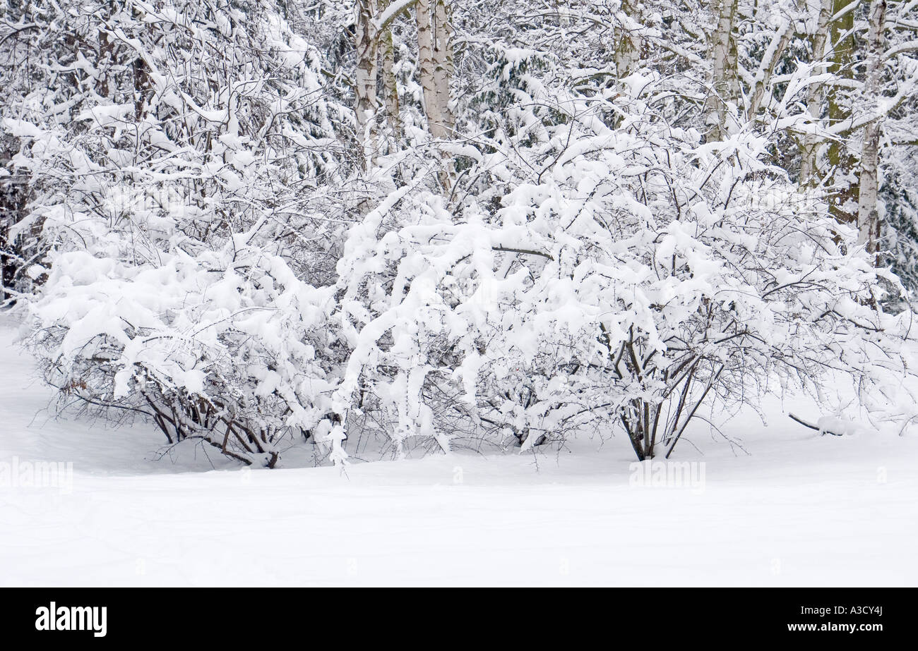 Snow ladden bushes Stock Photo - Alamy