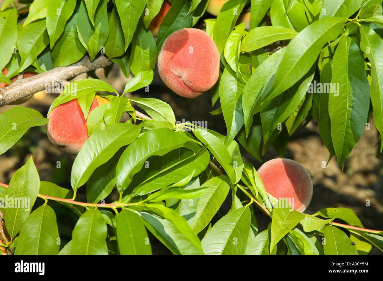 Pears agriculture fruit landscape color hi-res stock photography and ...
