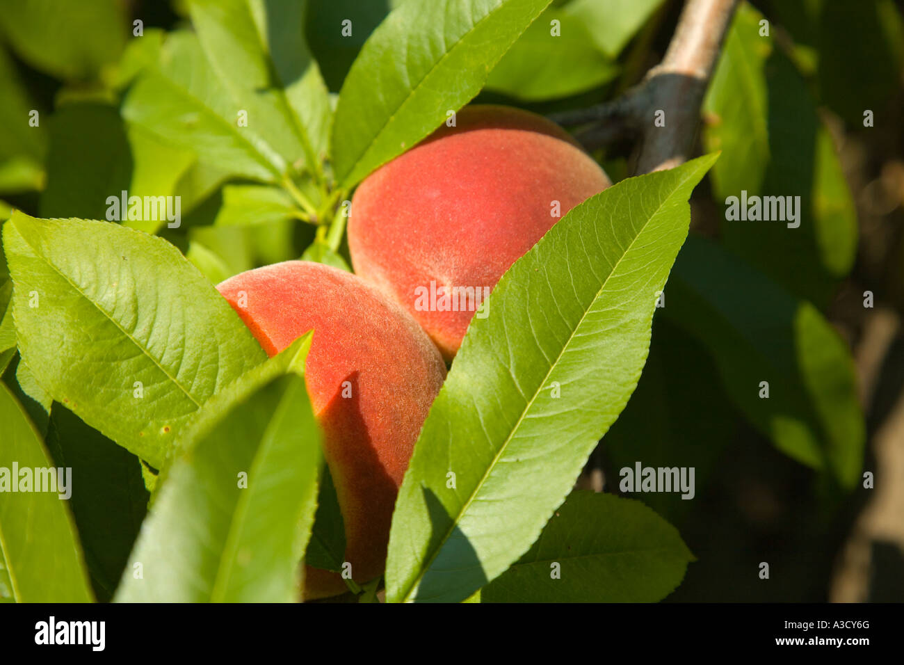 Pears agriculture fruit landscape color hi-res stock photography and ...