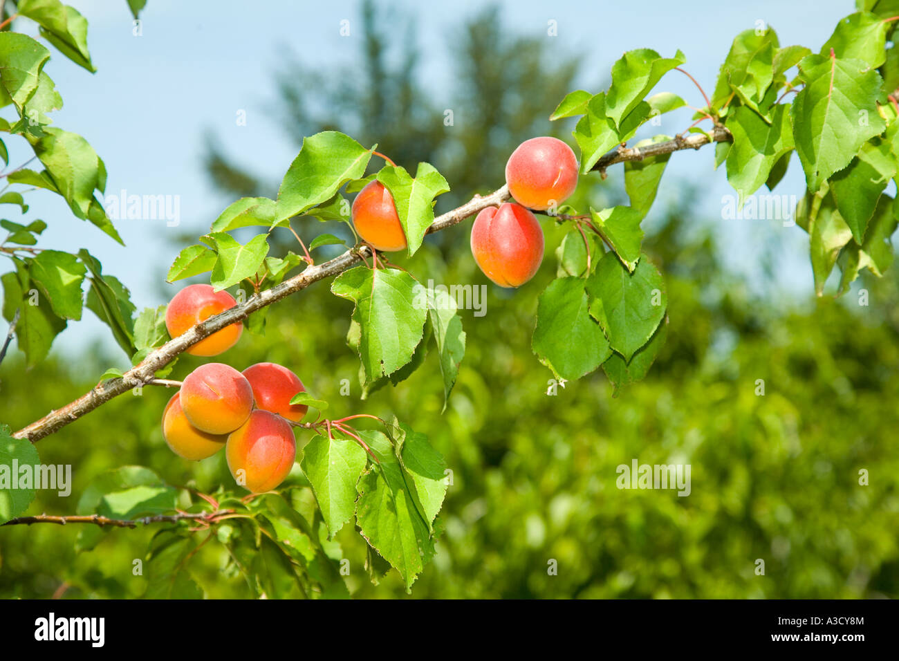 Peaches; Agriculture Produce Fruit Orchard in Ontario Canada Stock ...