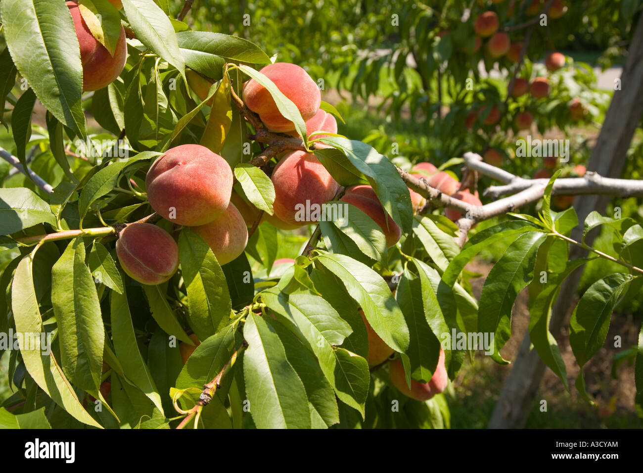 Peaches; Agriculture Produce Fruit Orchard in Ontario Canada Stock ...