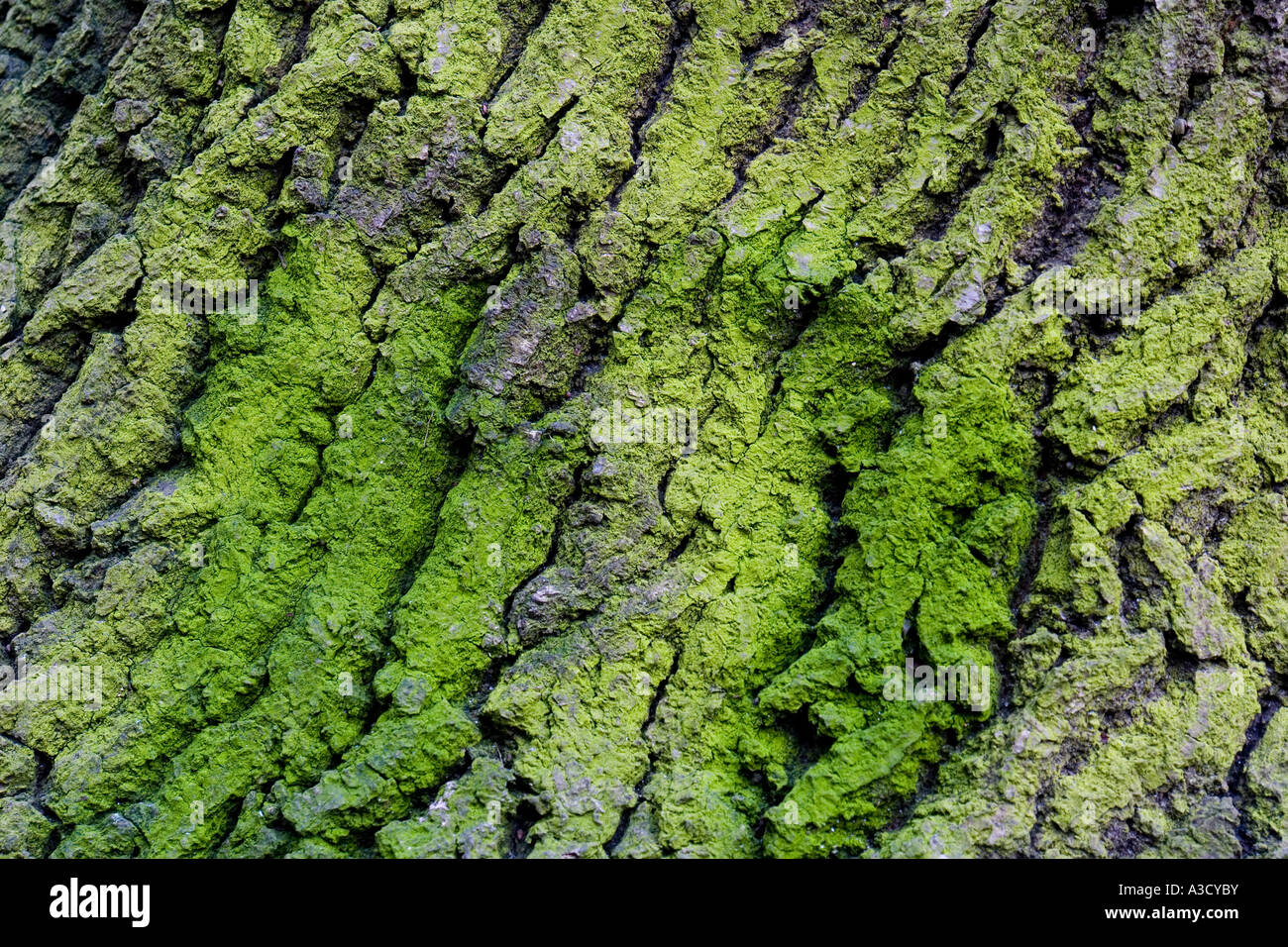Old oak tree bark Quercus robur Stock Photo - Alamy