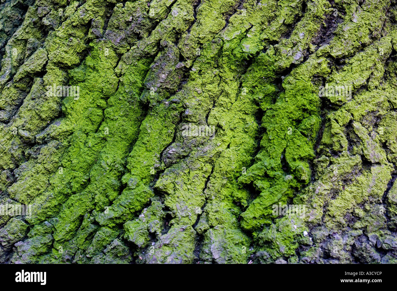 Old oak tree bark Quercus robur Stock Photo - Alamy