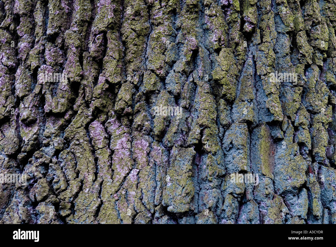 Old oak tree bark Quercus robur Stock Photo - Alamy