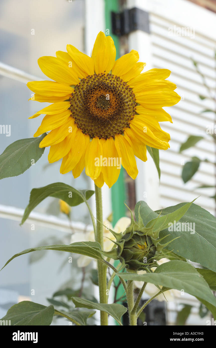 Sunflower plant in front of white shuttered window Stock Photo - Alamy