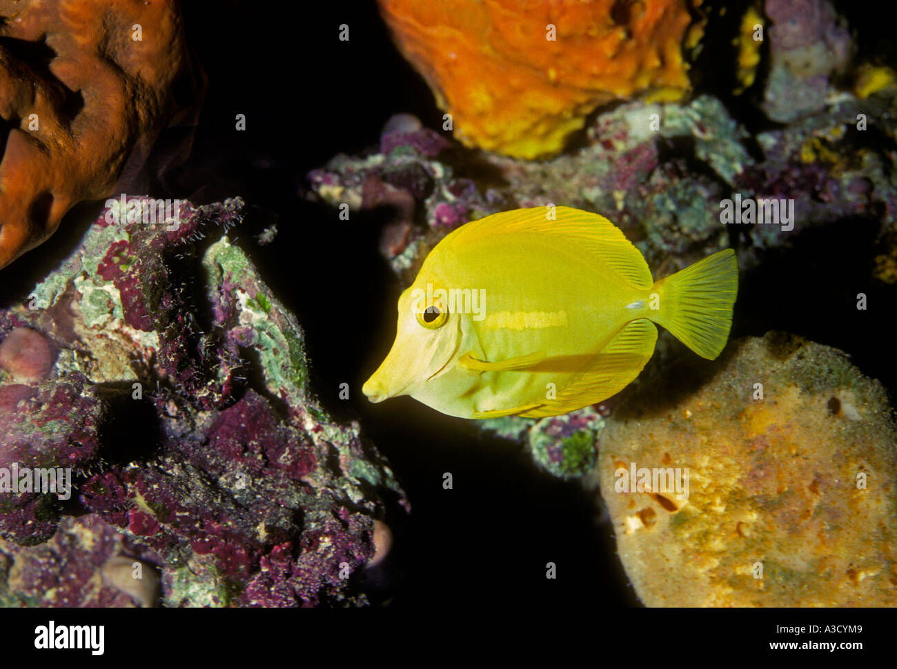 Silver tangs hi-res stock photography and images - Alamy