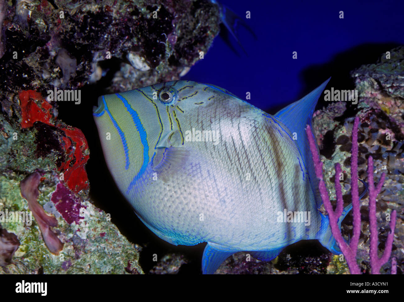 queen triggerfish bahamas