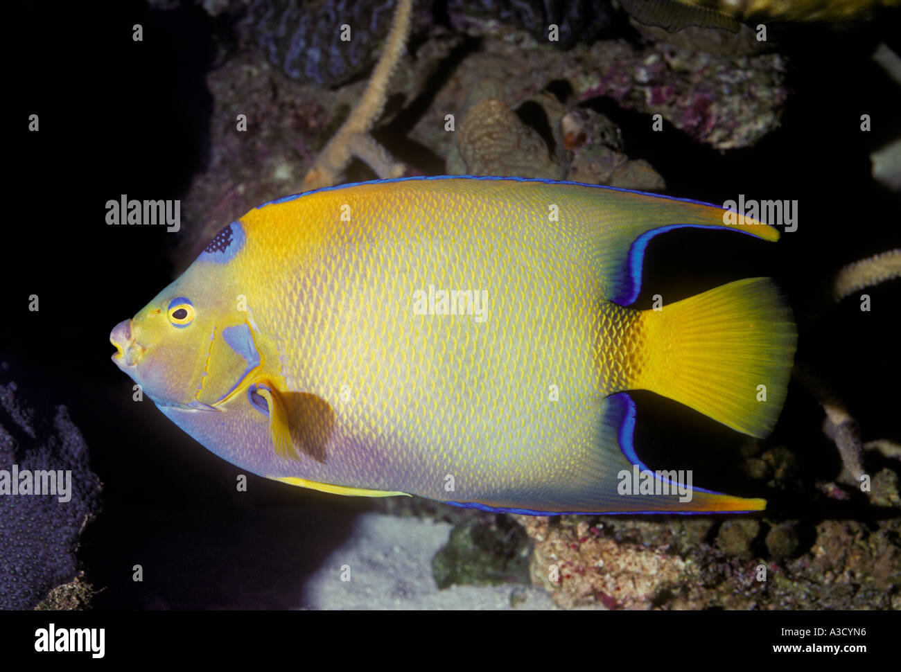 Queen Angelfish, Holocanthus ciliaris, underwater observatory, Coral ...
