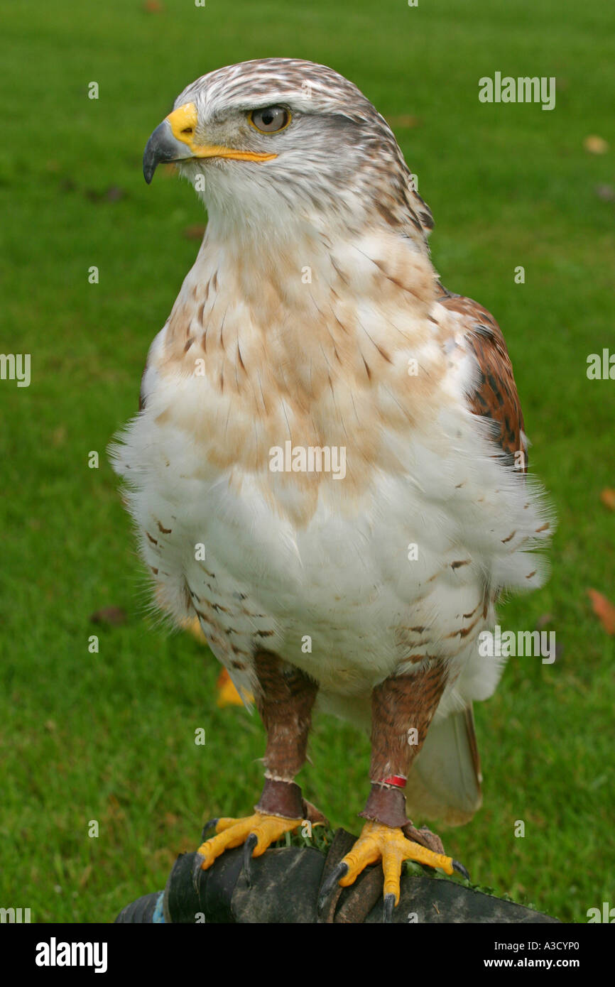 Ferrunginous hawk hi-res stock photography and images - Alamy