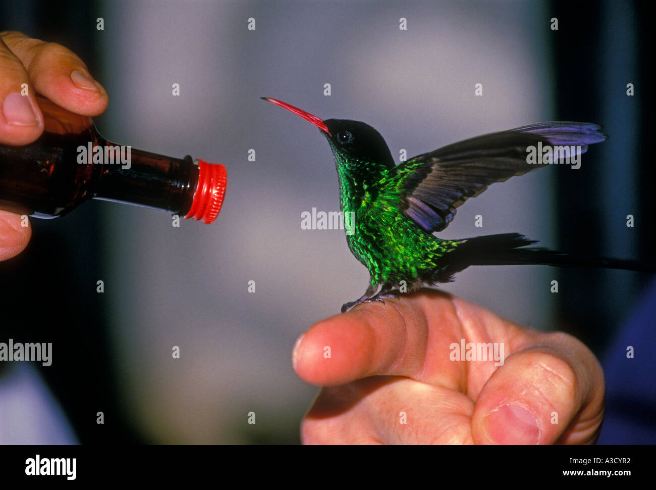 Jamaican doctor bird hi-res stock photography and images - Alamy