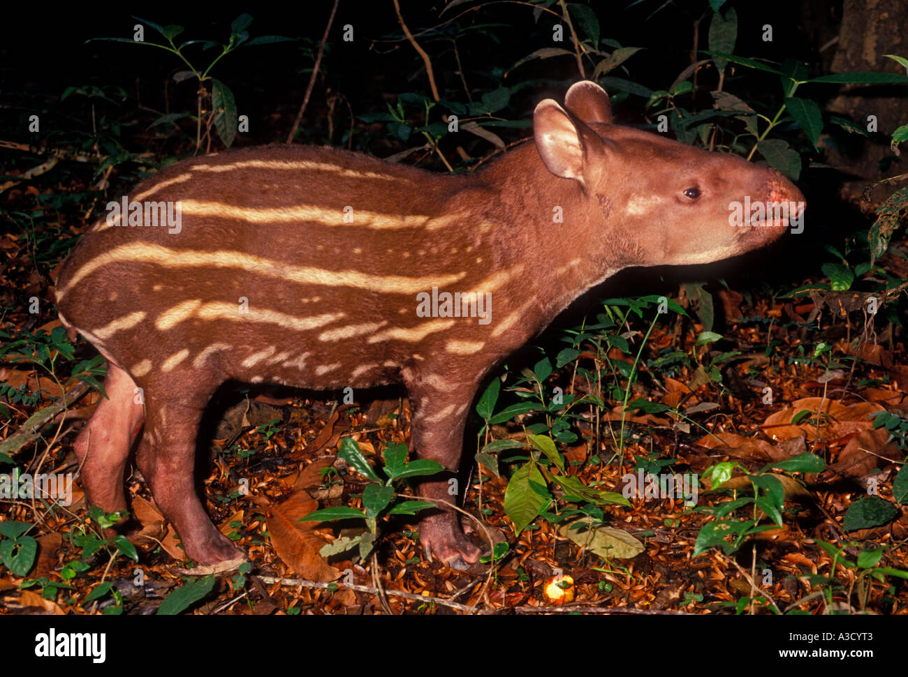 1, one, Brazilian tapir, juvenile tapir, tapir, Rio Ariau, Ariau River ...