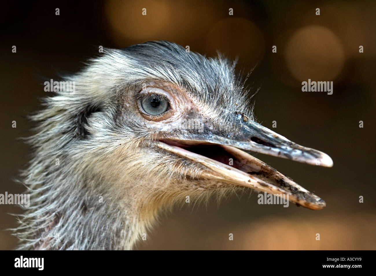 Emu with mouth open hi-res stock photography and images - Alamy