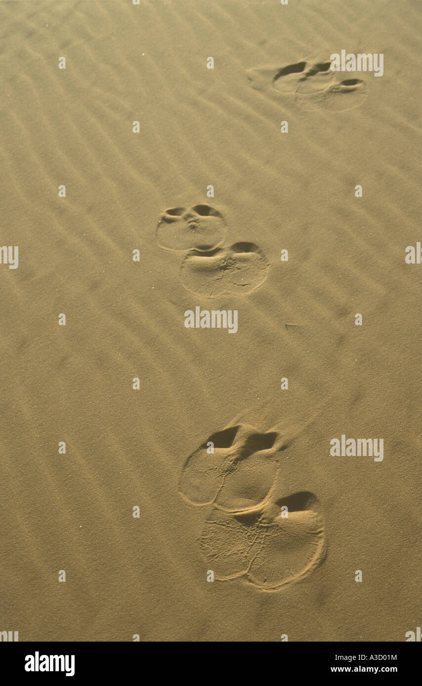 Camel footprints in sand dunes of Erg Chebbi in the Sahara southern ...