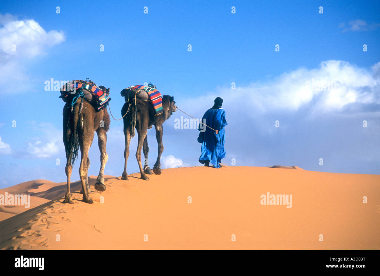 Sahara Desert A Berber tribesman leading two camels over sand dunes of ...