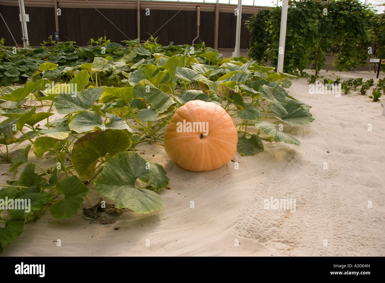 Hydroponics grown Pumpkin Farming Stock Photo - Alamy