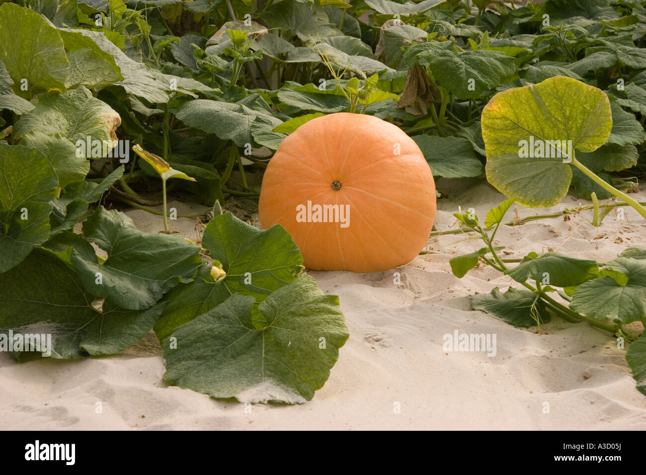 Hydroponics grown Pumpkin Farming Stock Photo - Alamy