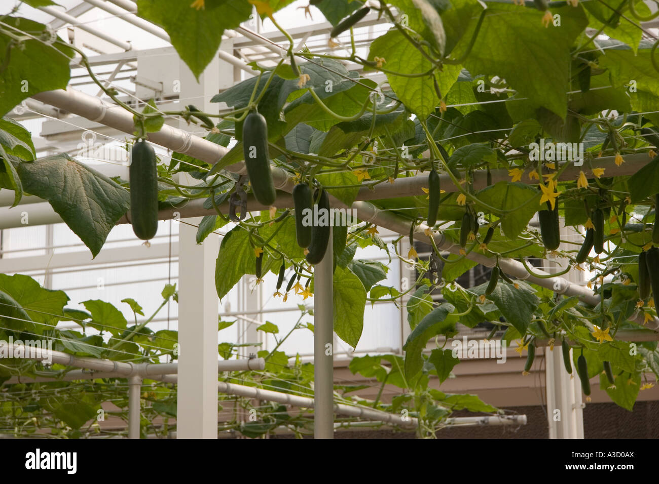 Hydroponics Farming Fruit and Vegetables in indoor Greenhouse on sand ...