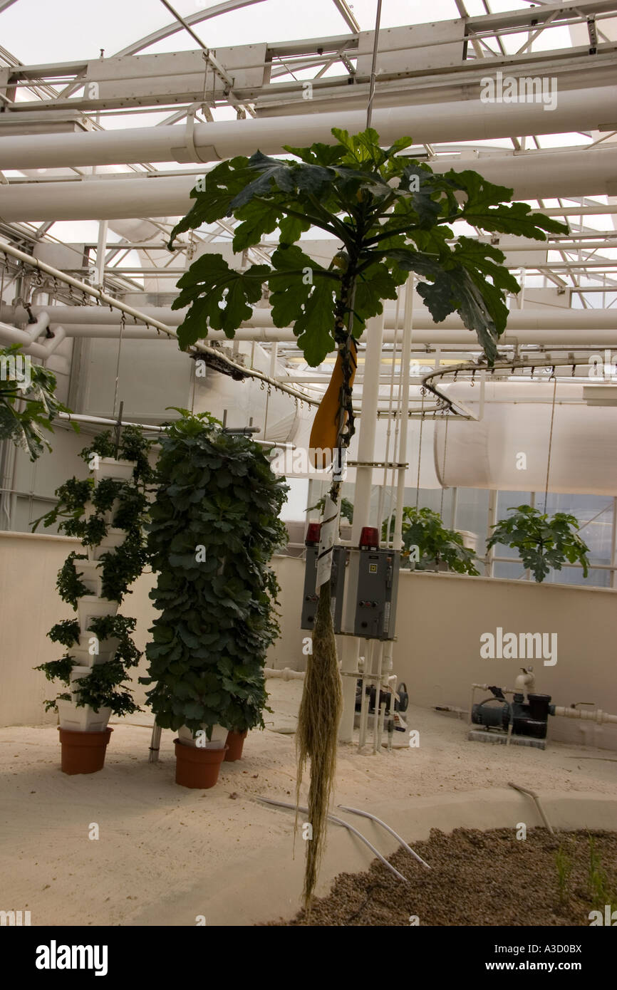 Hydroponics Farming Fruit and Vegetables in indoor Greenhouse on sand ...
