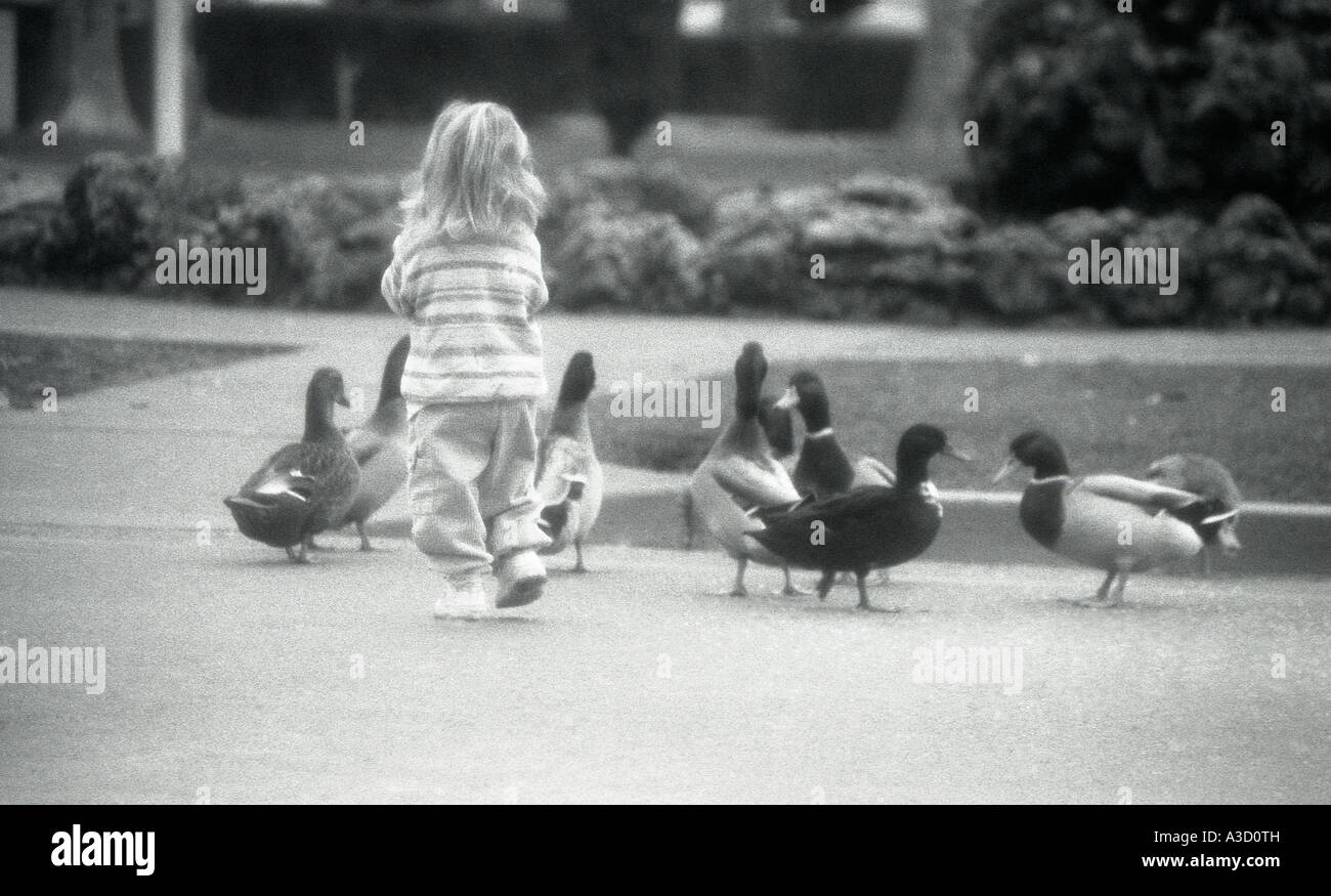 White blonde duck hi-res stock photography and images - Alamy