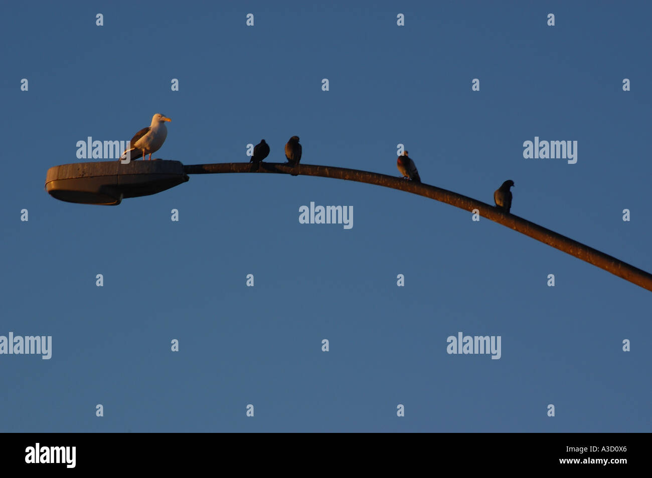 Birds on Street Light Stock Photo - Alamy