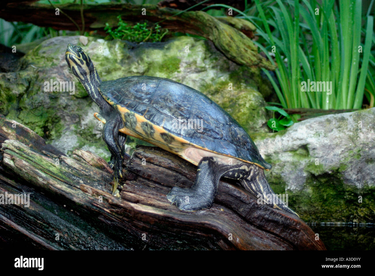 Aquarium tampa turtle hi-res stock photography and images - Alamy