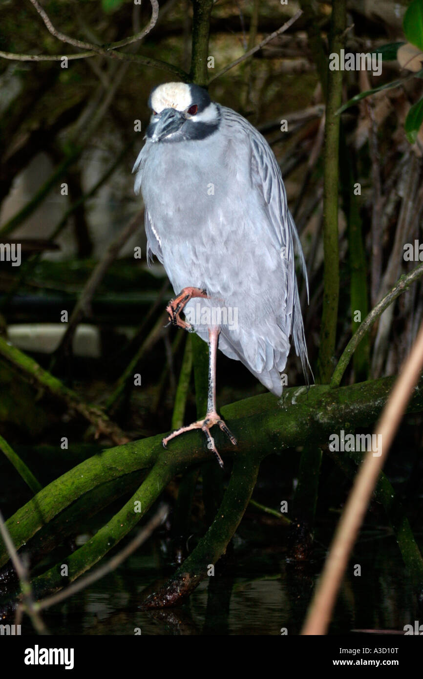 Herron birds hi-res stock photography and images - Alamy