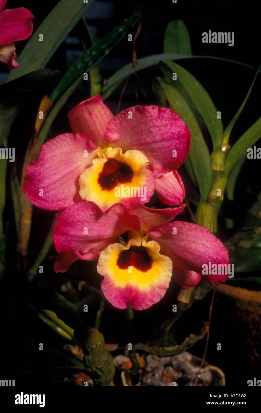 Brazilian orchids hi-res stock photography and images - Alamy