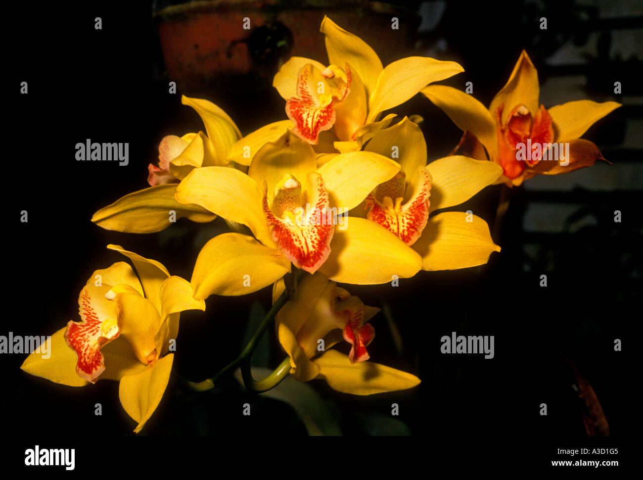 Brazilian orchids hi-res stock photography and images - Alamy