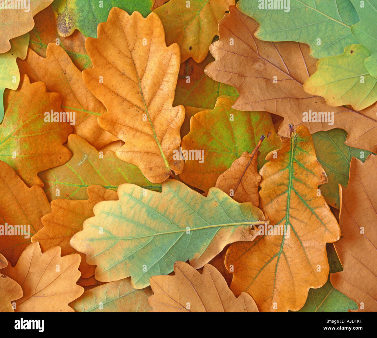 Oak tree leaves at fall Quercus robur Stock Photo - Alamy