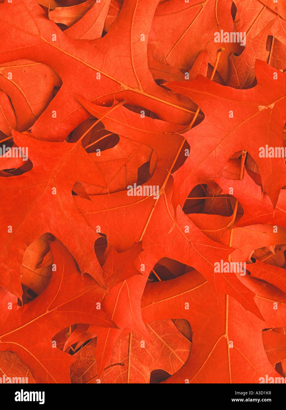 Pin oak tree leaves at fall Quercus palustris Stock Photo - Alamy