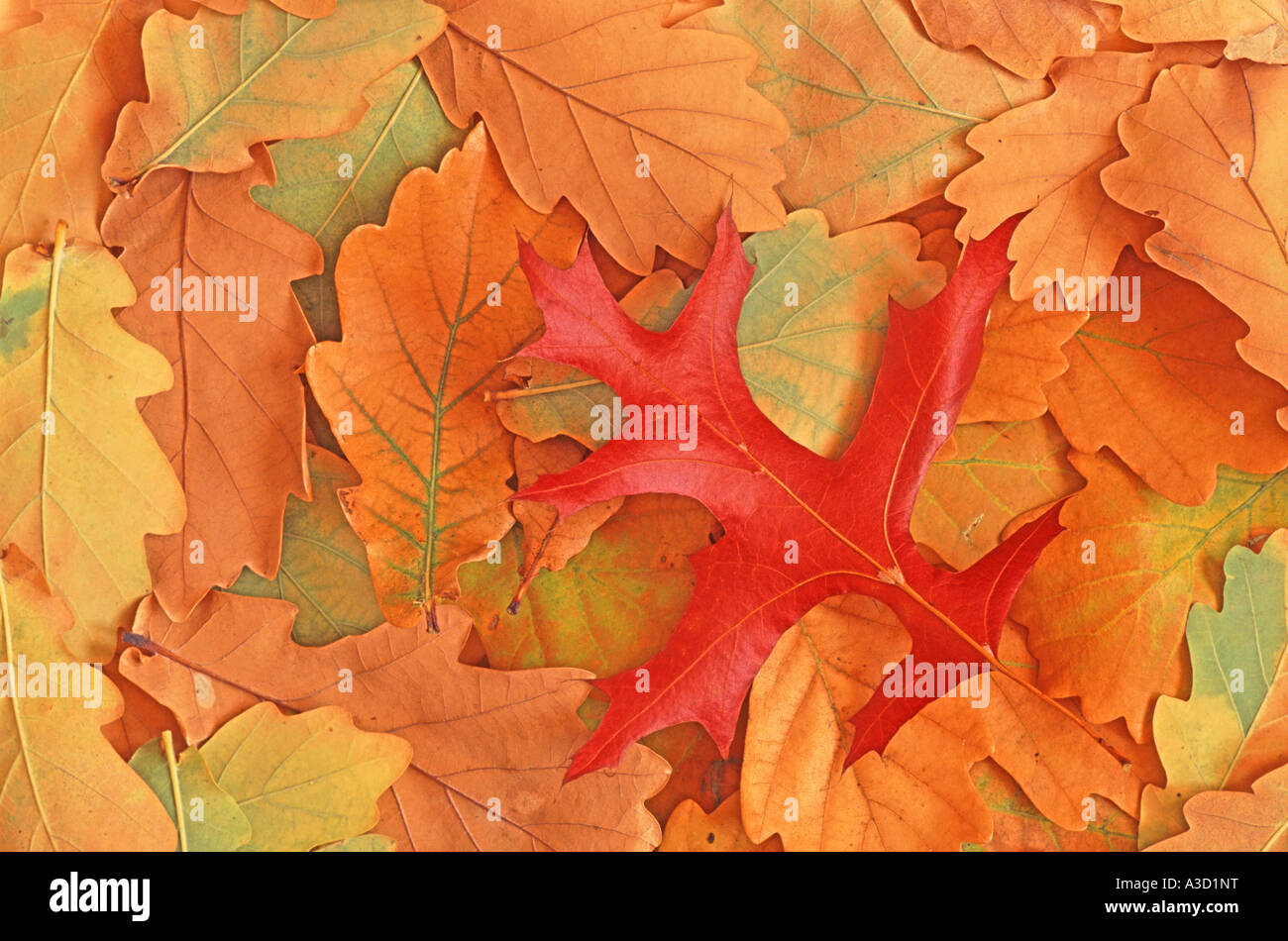 Oak tree leaves at fall Quercus robur Quercus palustris Stock Photo - Alamy