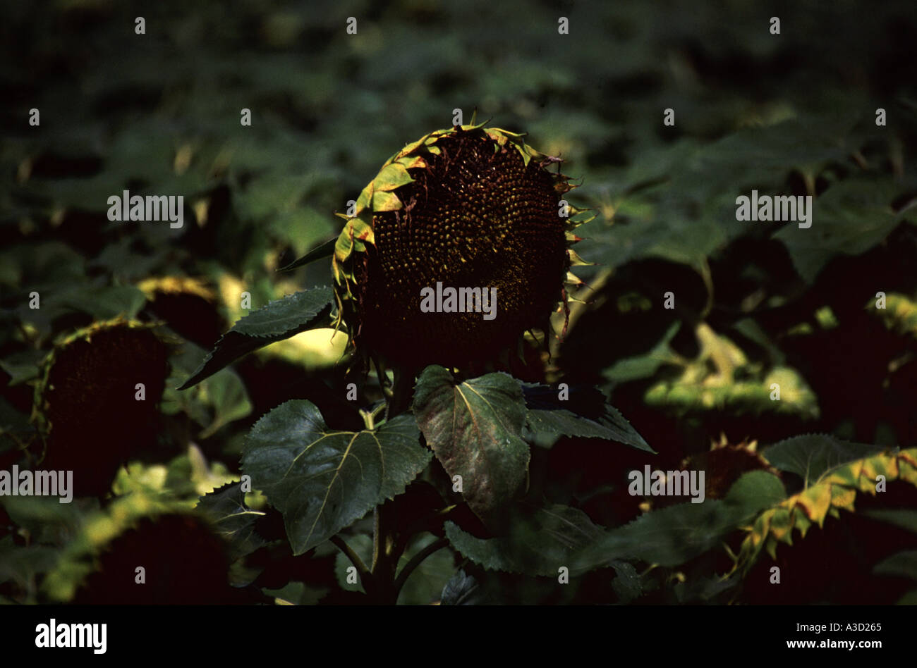 Stalk of sunflower hi-res stock photography and images - Alamy