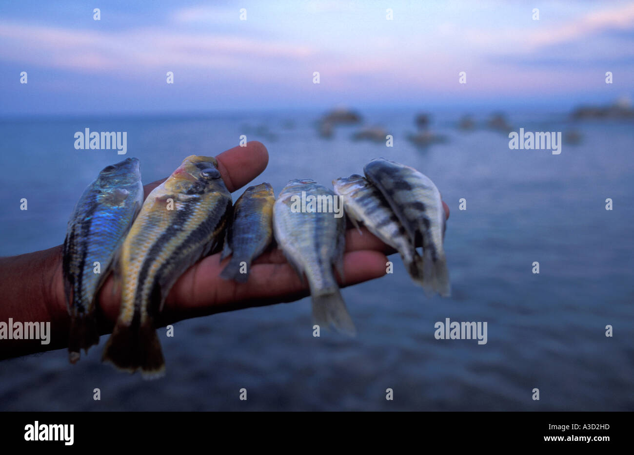 Africa Malawi Chizumulu island in the middle of Lake Malawi Young ...