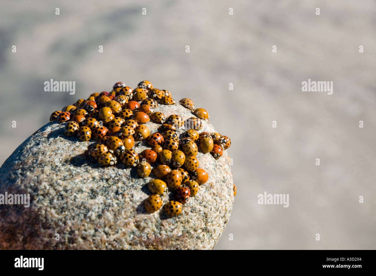 Ladybugs crawling hi-res stock photography and images - Alamy