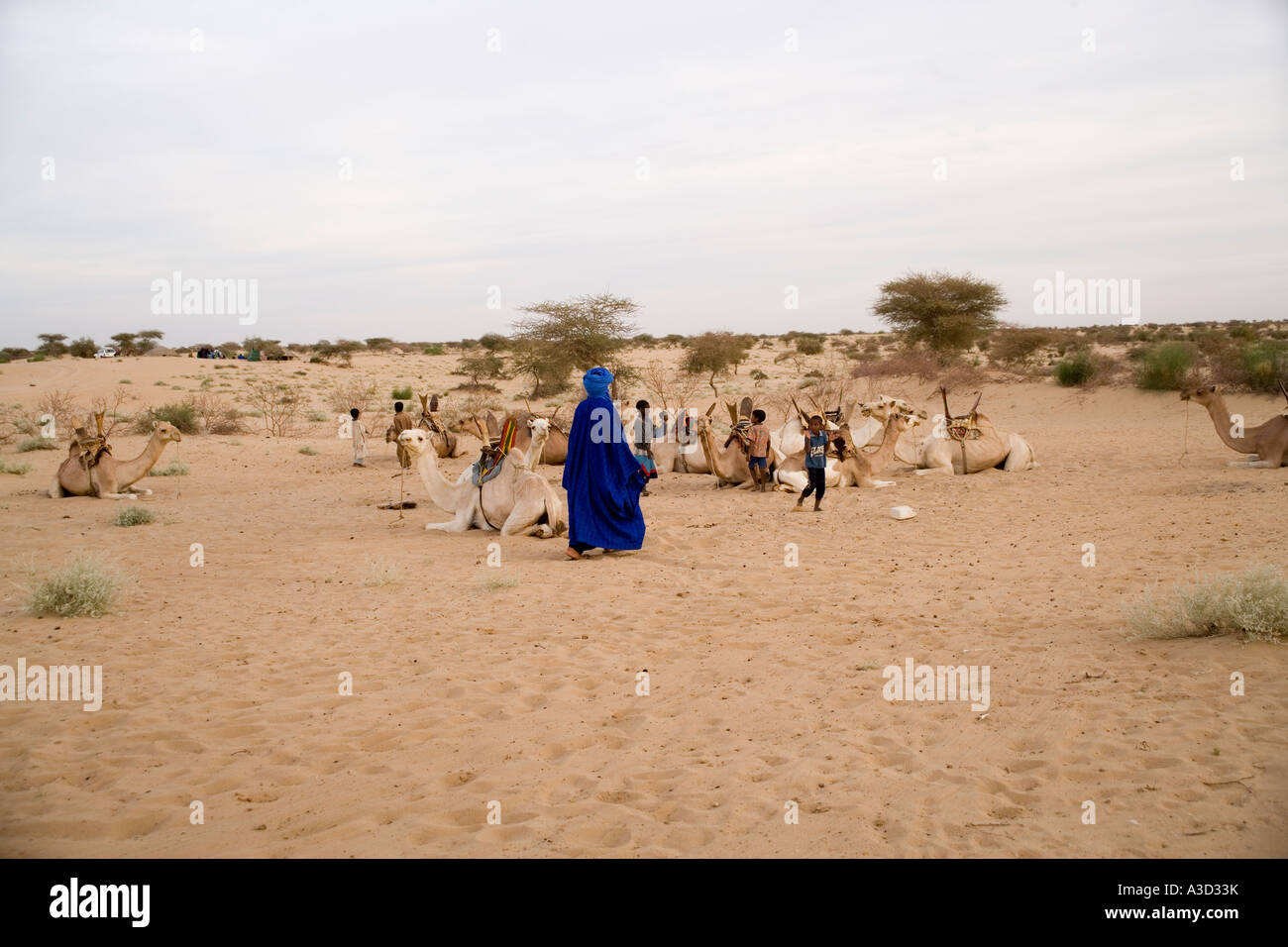 Tuareg tribesman in the Sahara desert near Timbuktu Mali West Africa ...