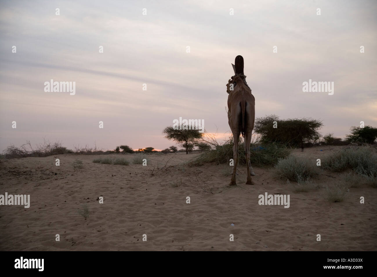 Camel in the Sahara near Timbuktu Mali West Africa Stock Photo - Alamy