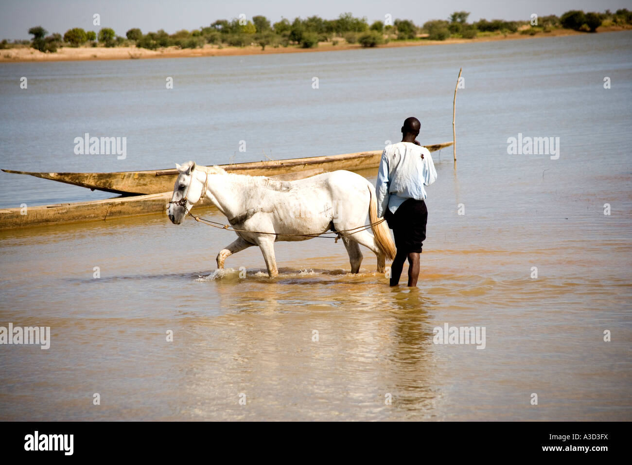 Man with a white horse in the Bani river near Djenne, Mali, West Africa ...