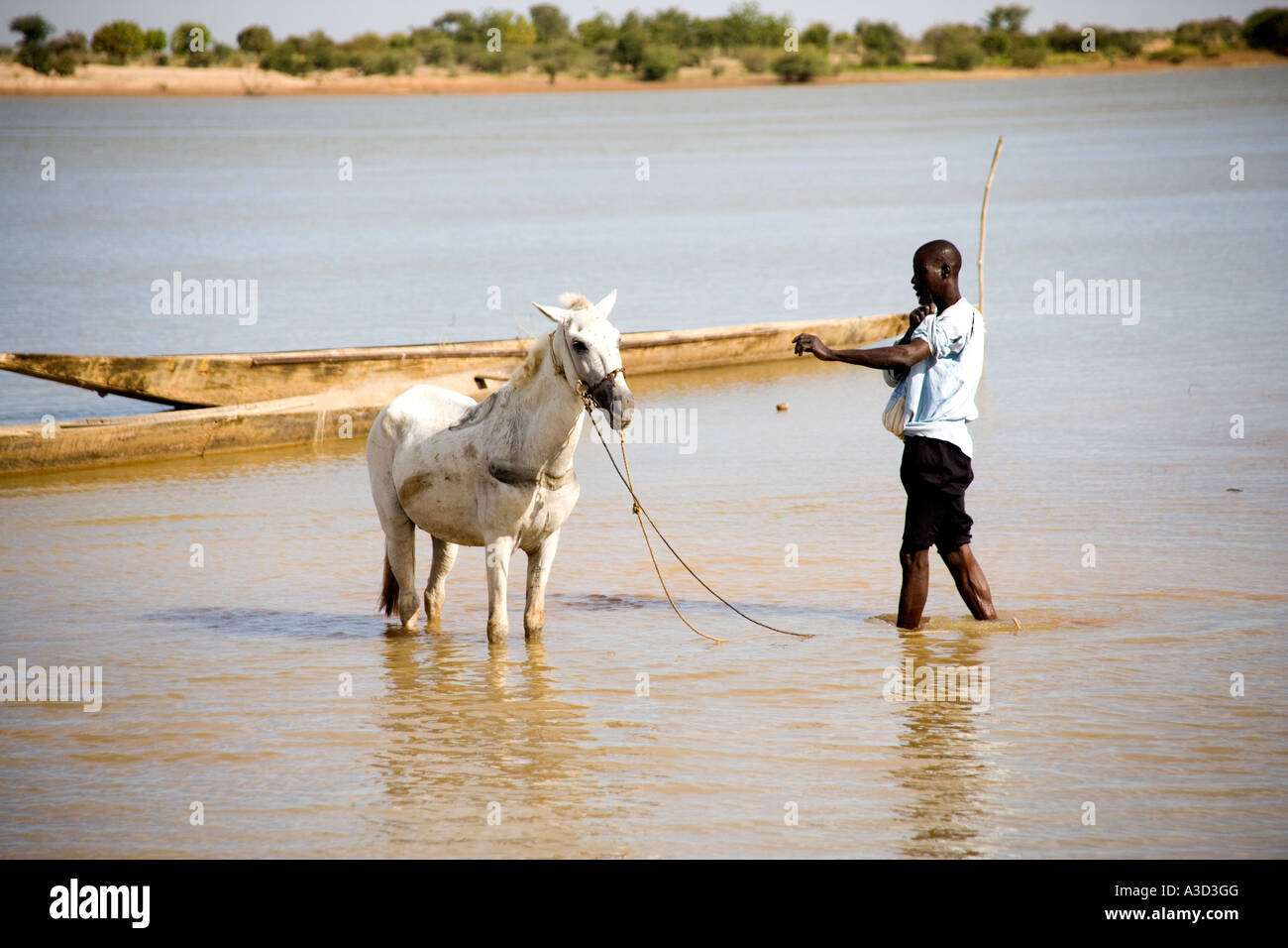 Man with a white horse in the Bani river near Djenne, Mali, West Africa ...