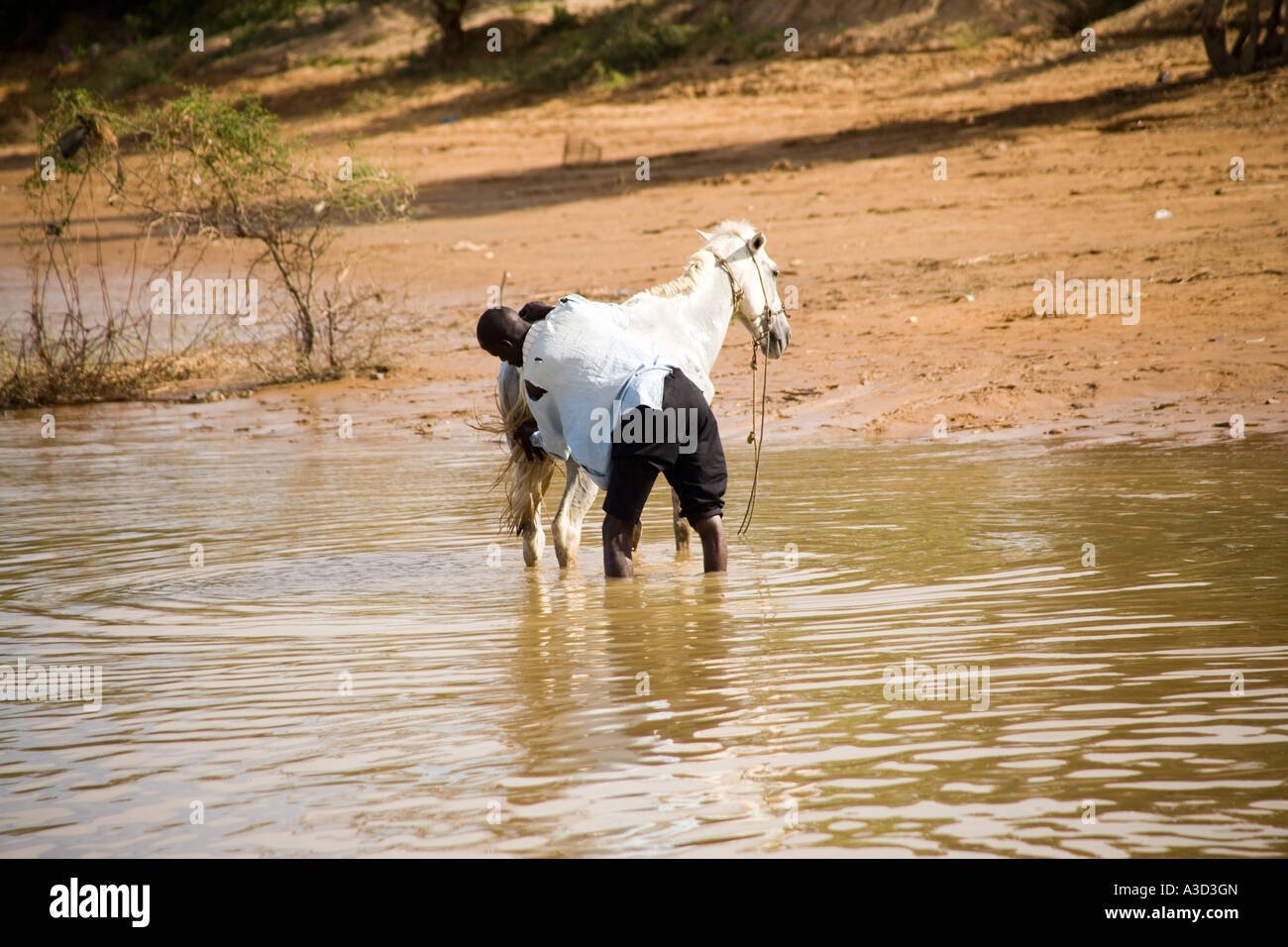 Man with a white horse in the Bani river near Djenne, Mali, West Africa ...