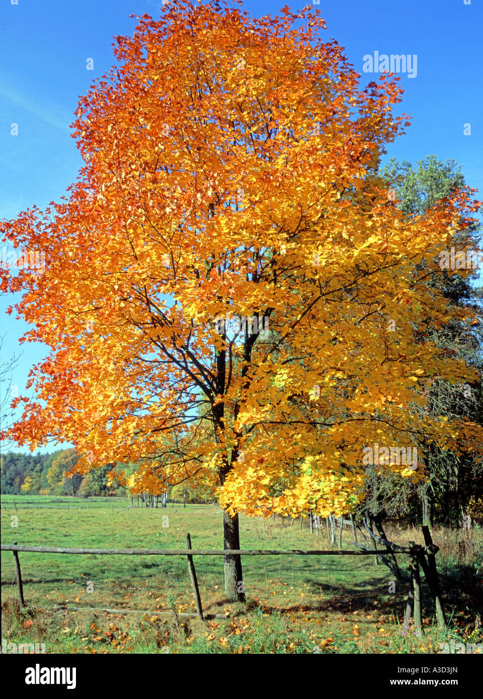 Yellow Maple tree at fall time Acer Stock Photo - Alamy