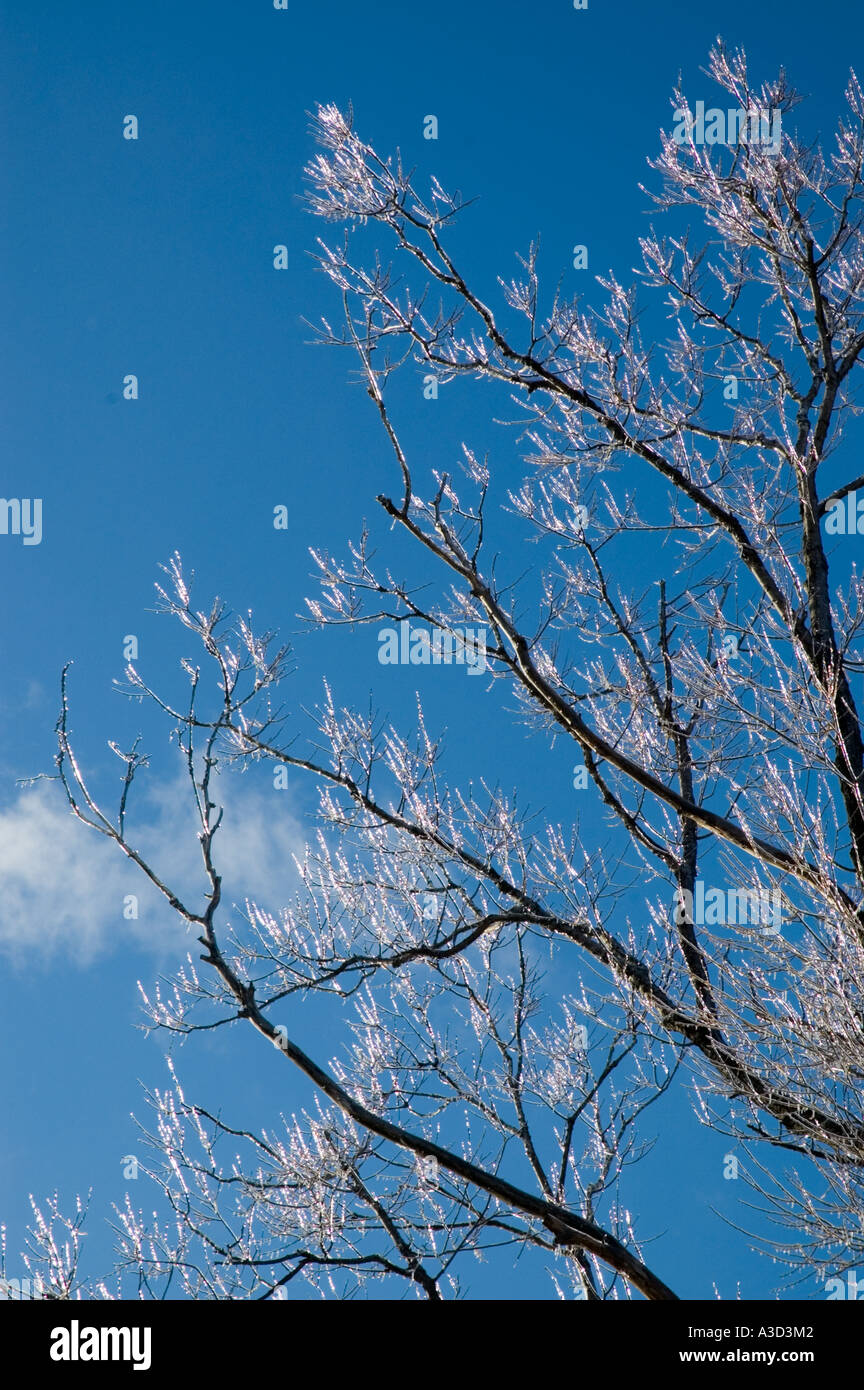 Tree limbs covered with ice after a freezing rain storm Stock Photo - Alamy