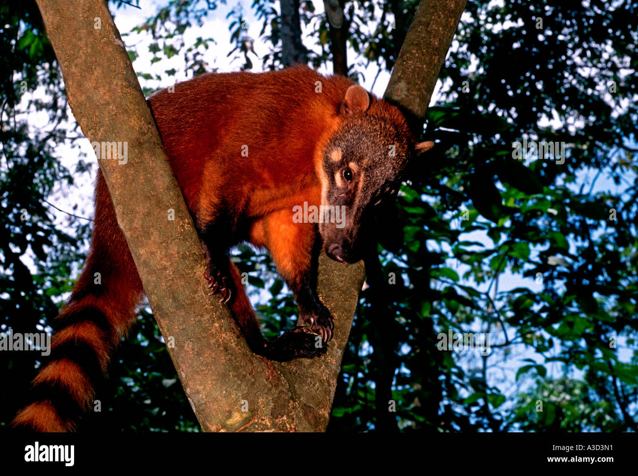1, one, ringed-tailed coati, coati, coatis, Nasua nasua, Rio Ariau ...