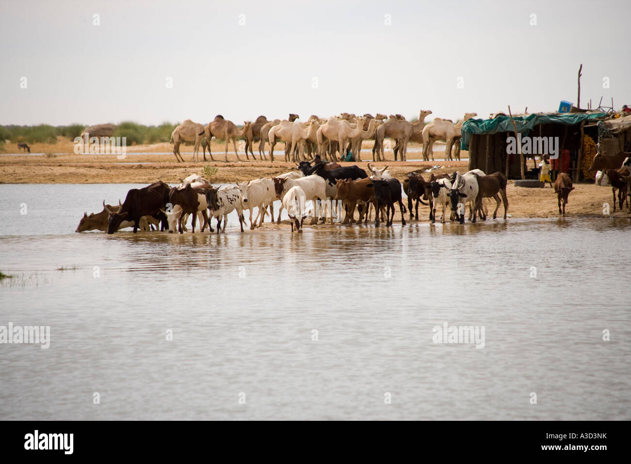 Cattle drinking in the river from the ferry crossing the Niger from ...