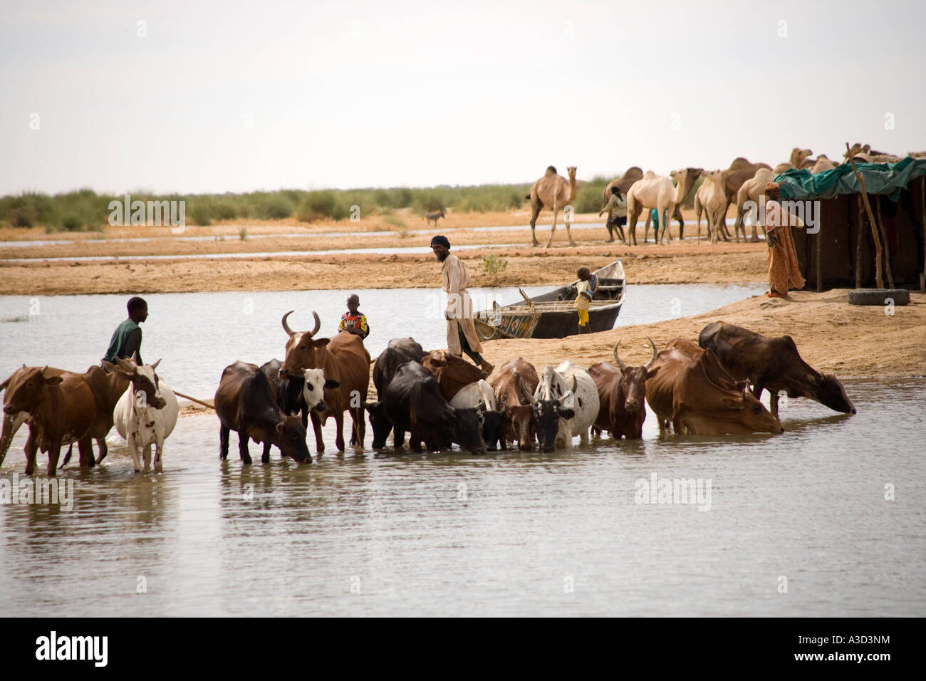 Cattle ferry hi-res stock photography and images - Alamy