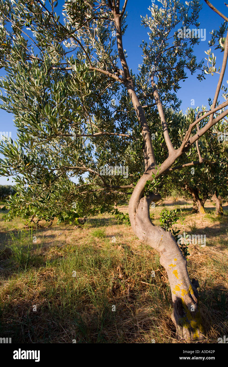 Olives famous well known trees hi-res stock photography and images - Alamy