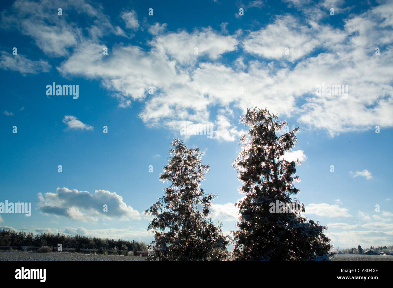 Frozen icy cedar trees Stock Photo - Alamy