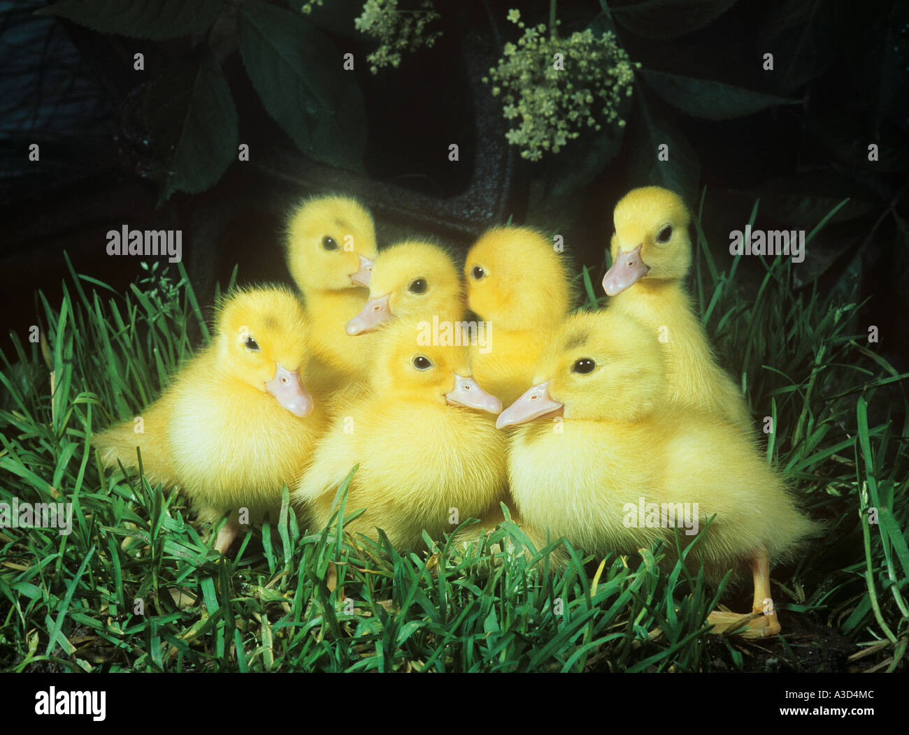 seven ducklings on meadow Stock Photo - Alamy