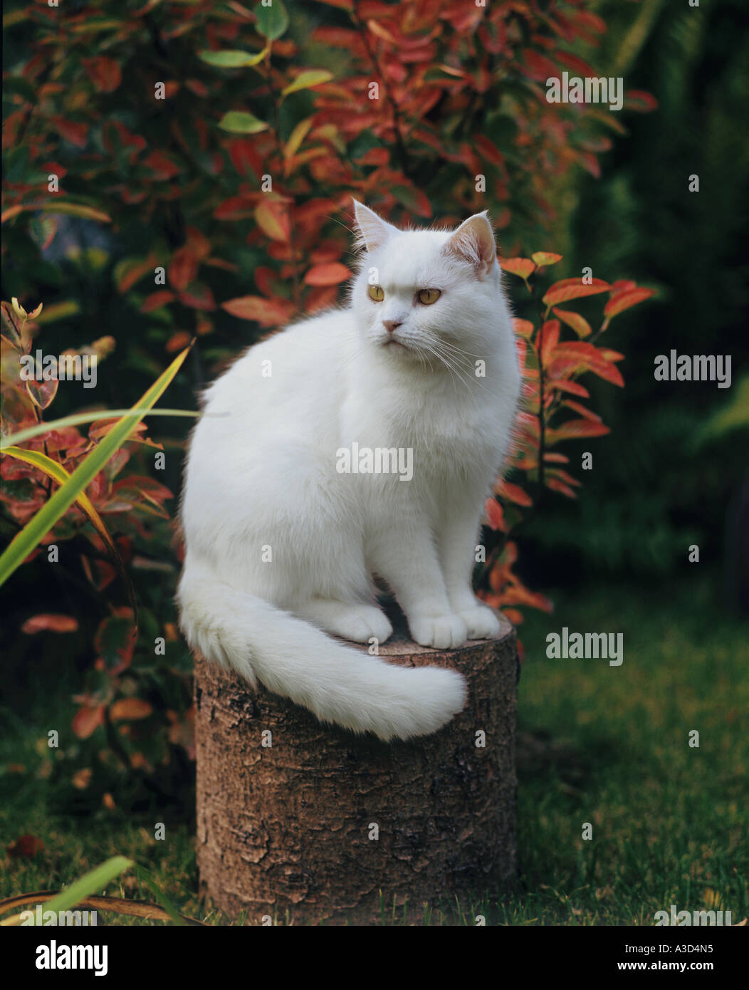 White stub hi-res stock photography and images - Alamy